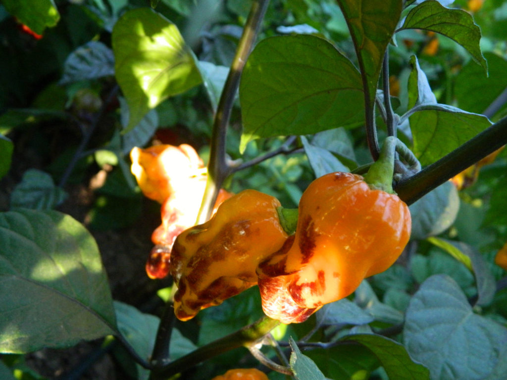 Pink Tiger X Moruga Yellow Chilli Seeds - Pink Tiger X Moruga Yellow ...