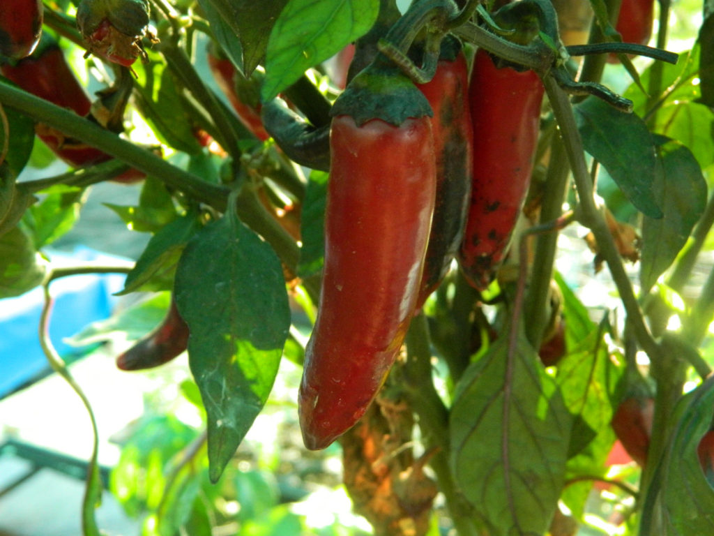 Vampire Chilli Seeds - Vampire Pepper Seeds - Red Dragon Seeds