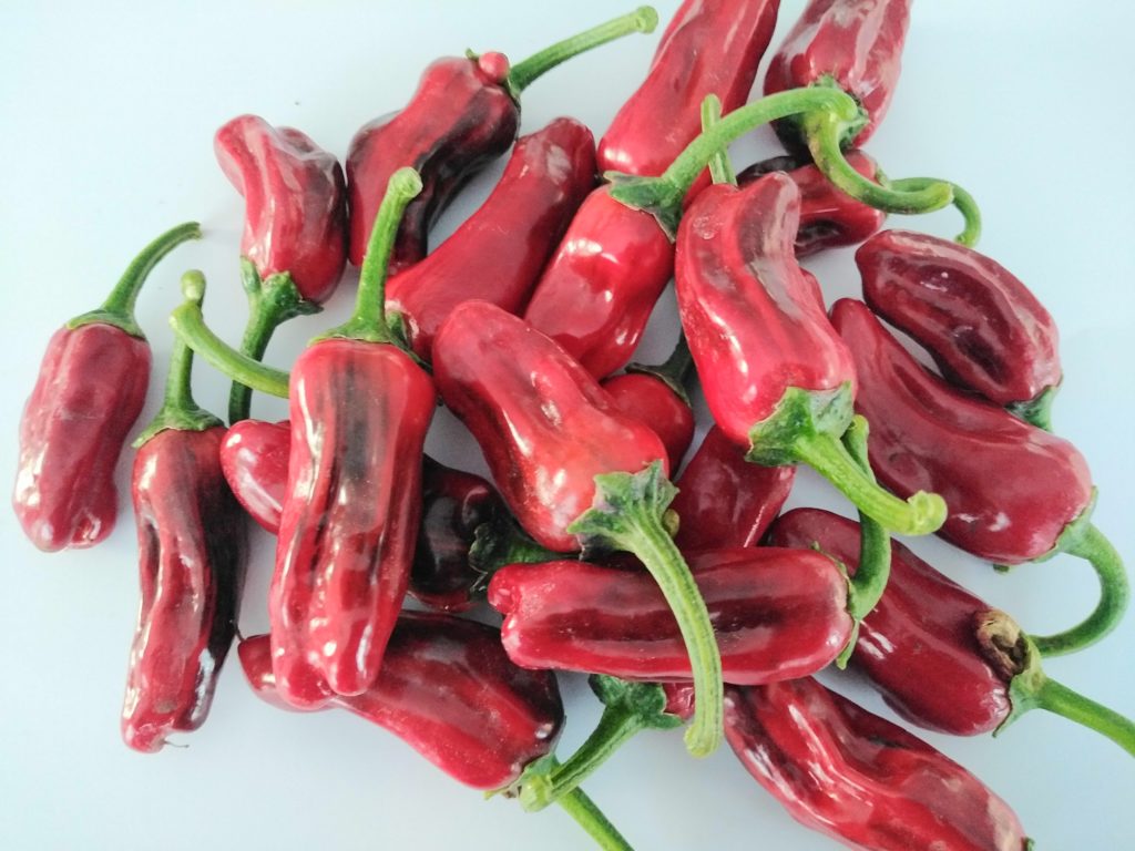 Purple Cacho White Leaf Chilli Seeds for Sale - Fantastic Looking ...