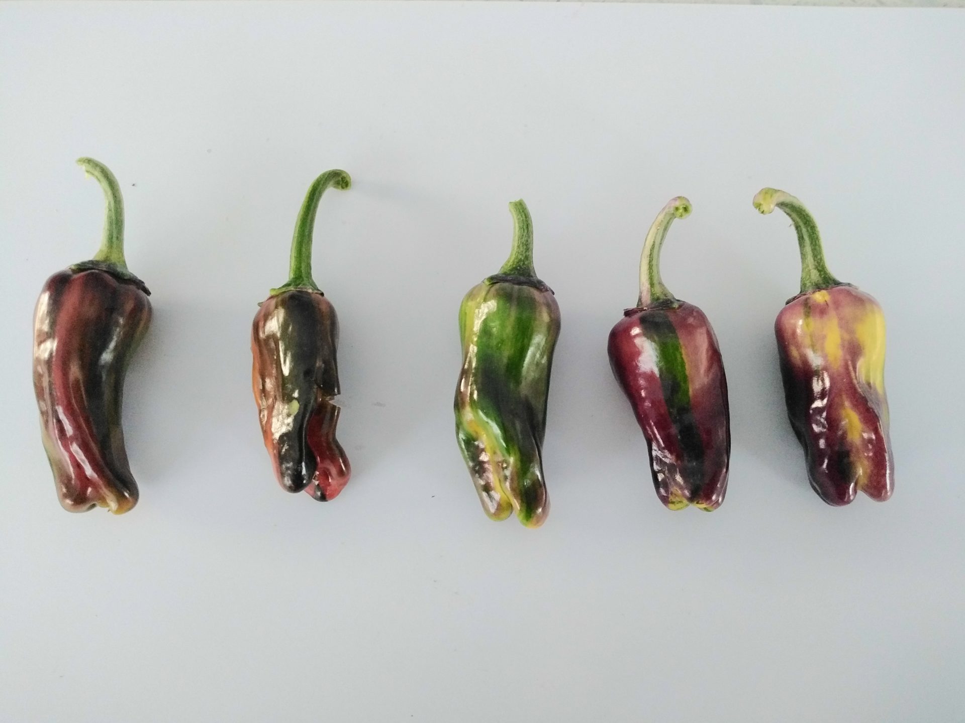 Purple Cacho White Leaf Chilli Seeds for Sale - Fantastic Looking ...