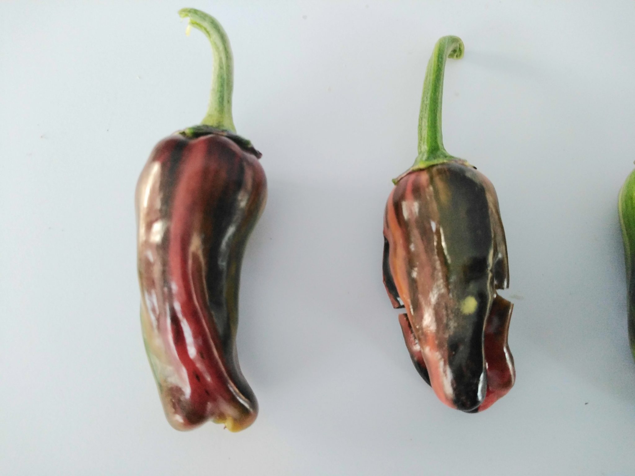 Purple Cacho White Leaf Chilli Seeds for Sale - Fantastic Looking ...