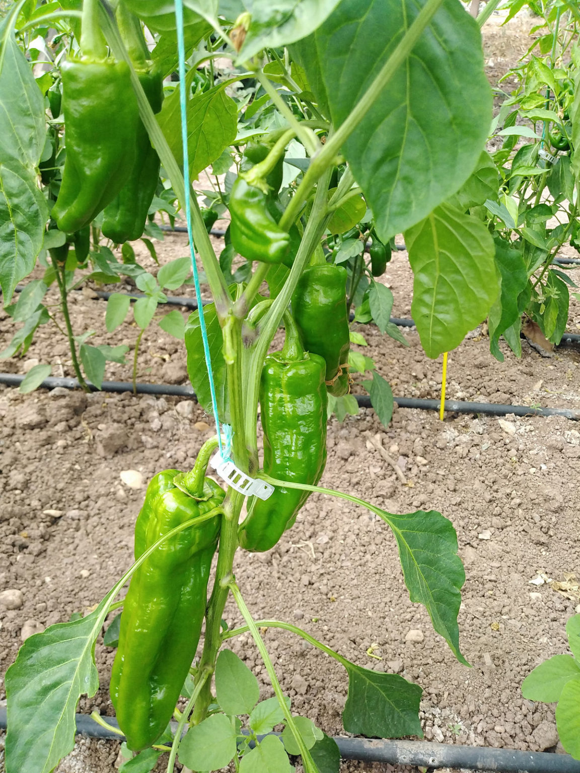 Big Jim Chilli Seeds - Numex Big Jim Pepper Seeds - Red Dragon Seeds