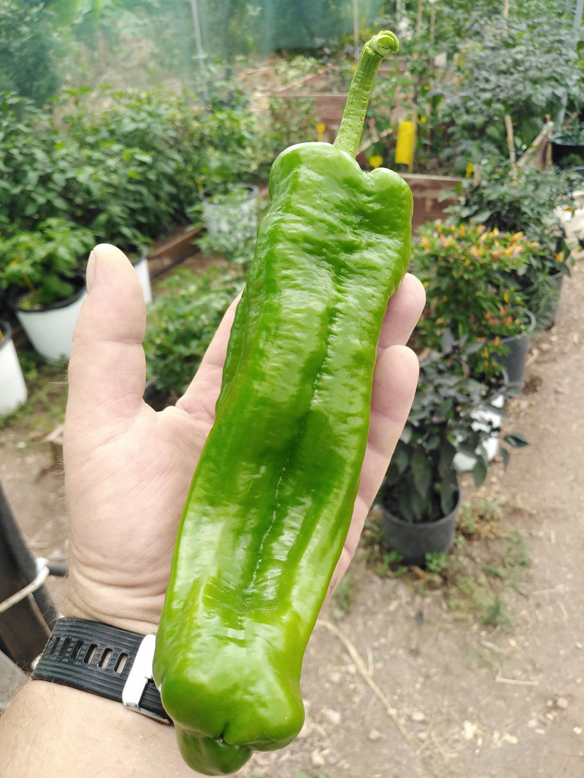 Big Jim Chilli Seeds - Numex Big Jim Pepper Seeds - Red Dragon Seeds