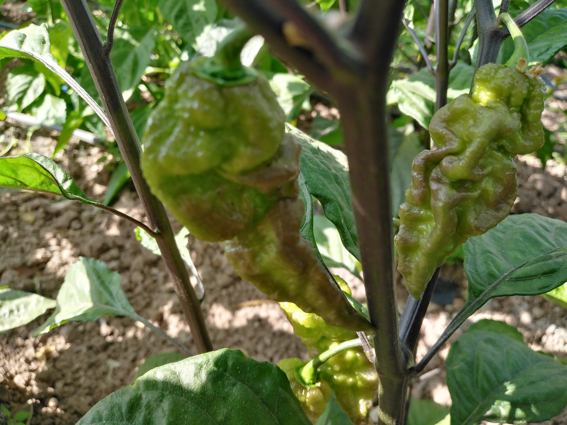 Major Pain x Yaki Blue Chilli Seeds - Major Pain x Yaki Blue Pepper Seeds