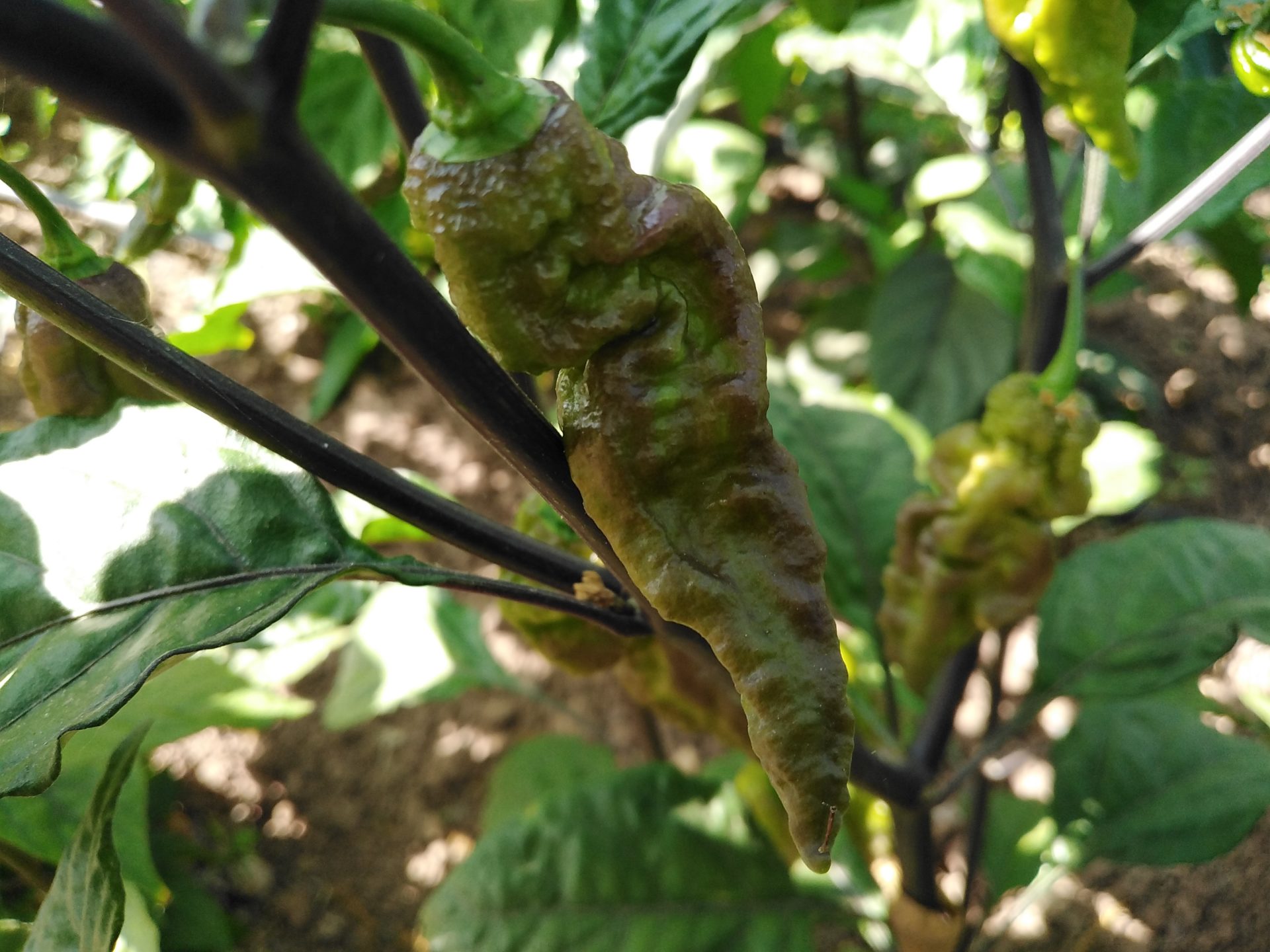 Major Pain x Yaki Blue Chilli Seeds - Major Pain x Yaki Blue Pepper Seeds