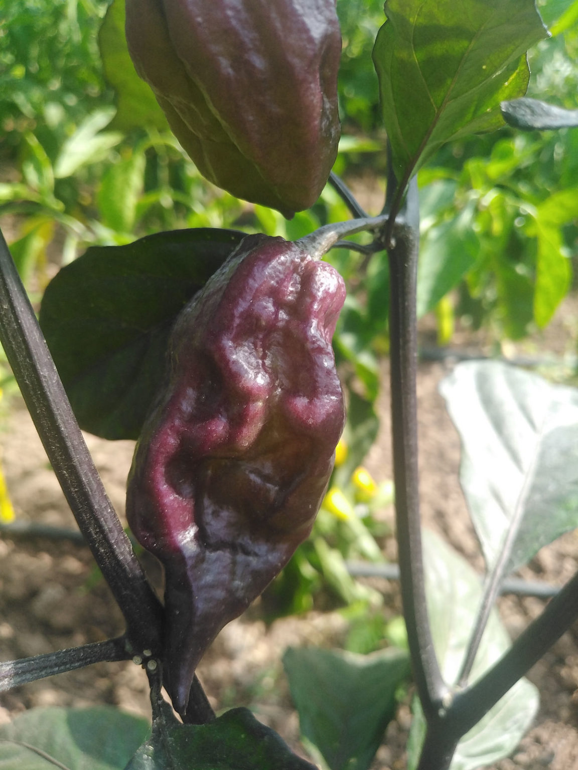 Yaki Blue Fawn Chilli Seeds - Yaki Blue Fawn Pepper Seeds - Red Dragon ...