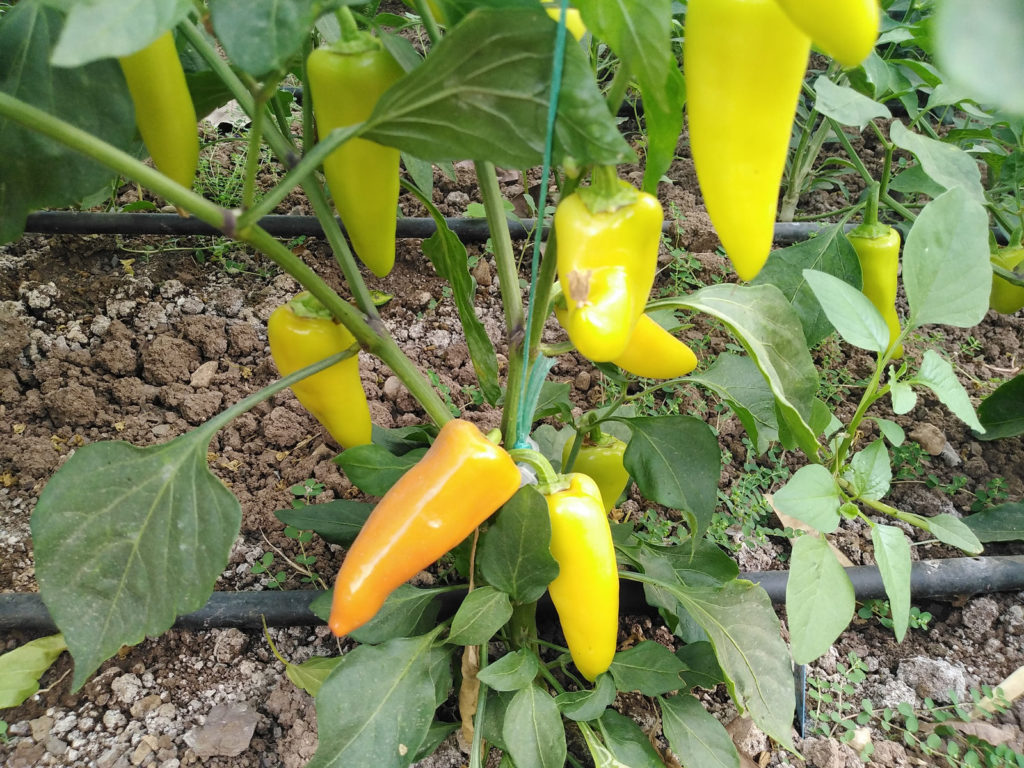 Hungarian Hot Wax Chilli Seeds - Hungarian Hot Wax Pepper Seeds - Red ...