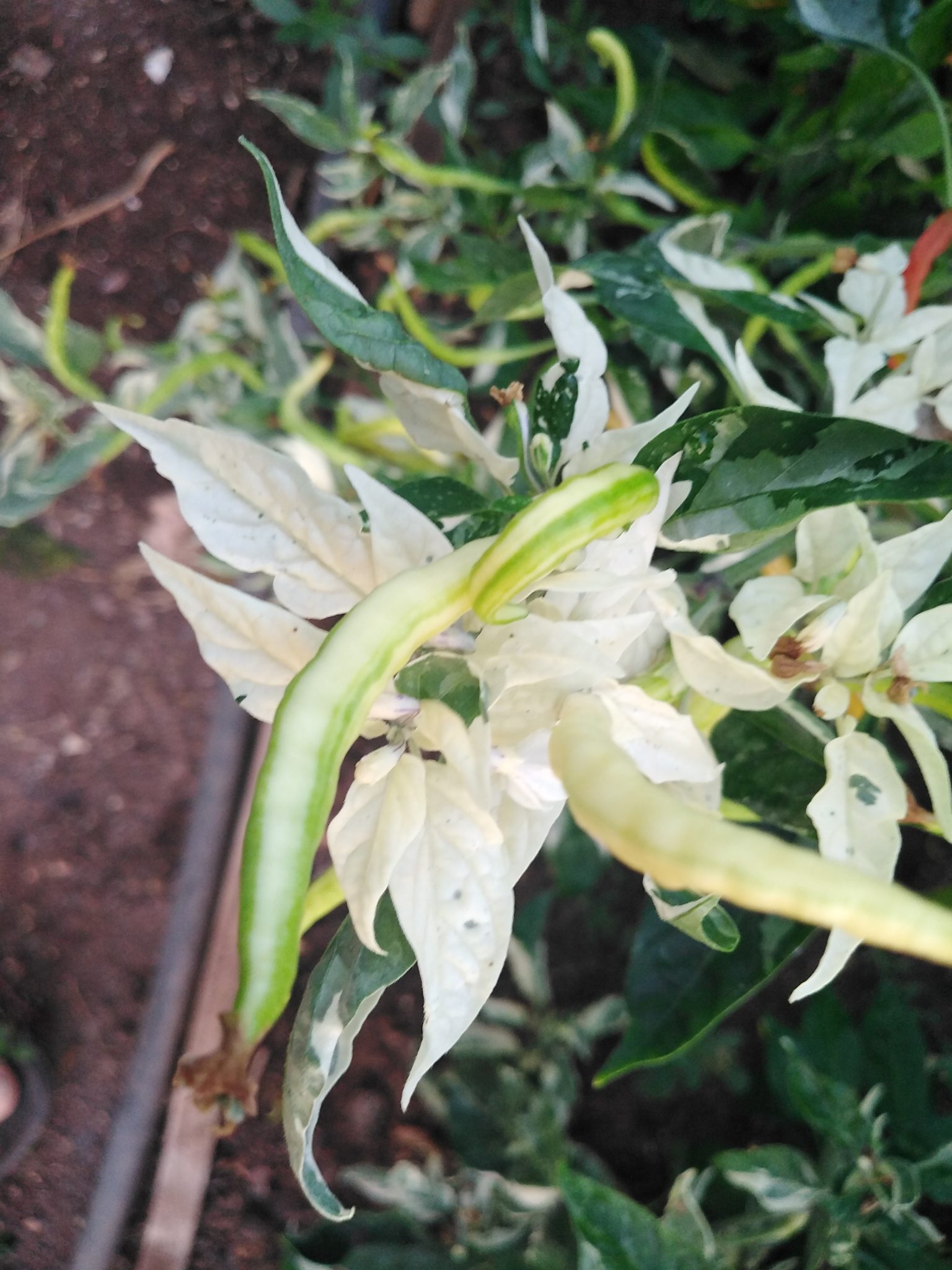 Uchu Cream Chilli Seeds - Uchu Cream Pepper Seeds - Red Dragon Seeds