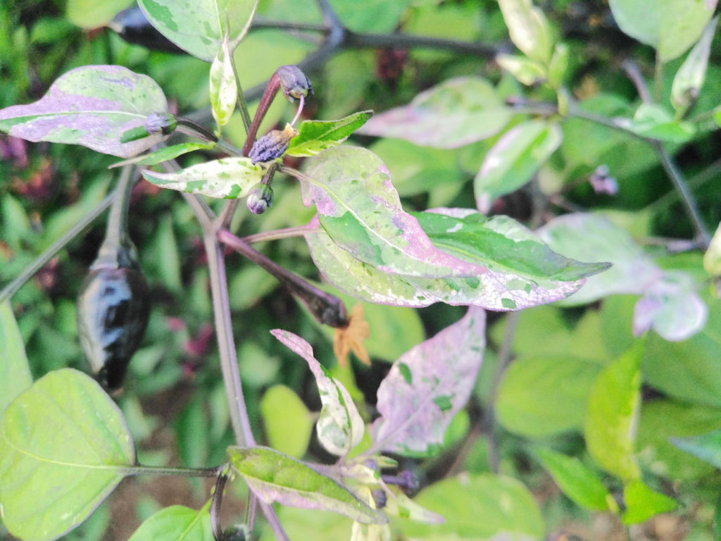 Purple Thai Chilli Seeds - Purple Thai Pepper Seeds - Red Dragon Seeds