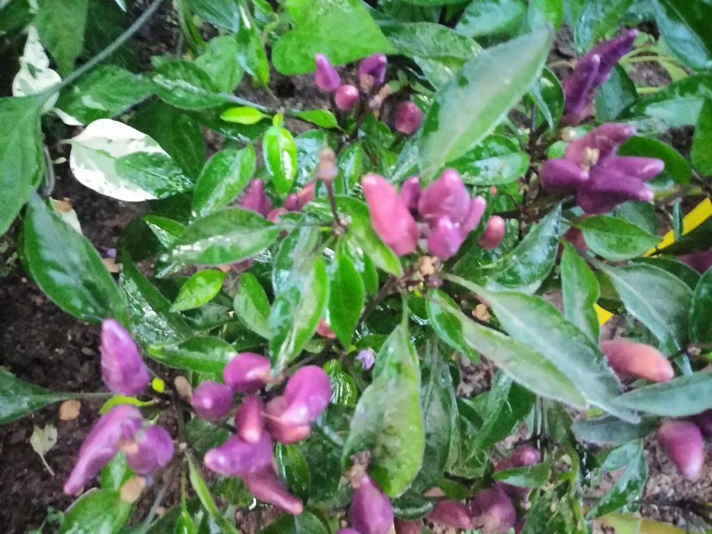 Purple Thai Chilli Seeds - Purple Thai Pepper Seeds - Red Dragon Seeds
