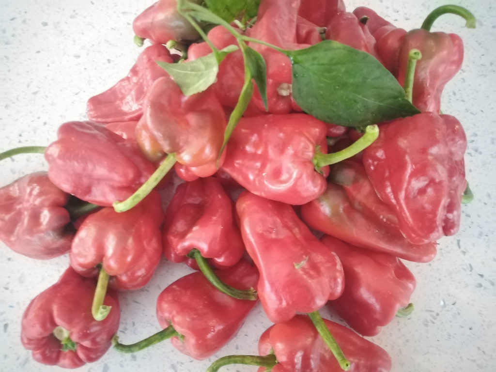 Padron Chilli Seeds - Padron Pepper Seeds - Red Dragon Seeds
