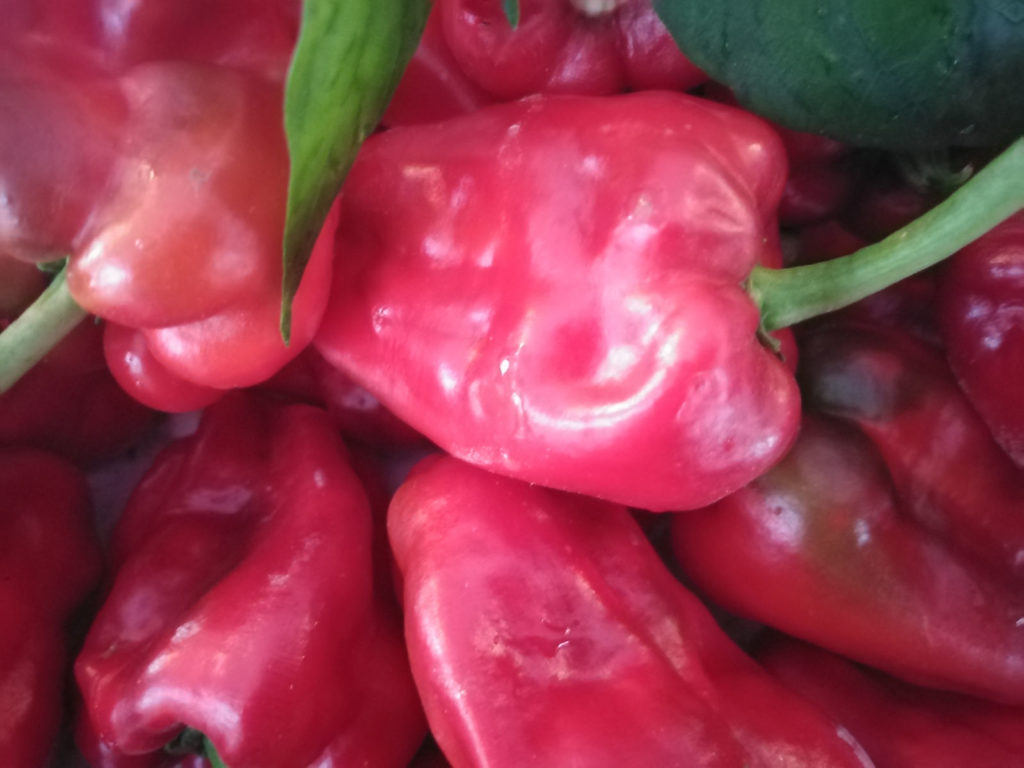 Padron Chilli Seeds - Padron Pepper Seeds - Red Dragon Seeds