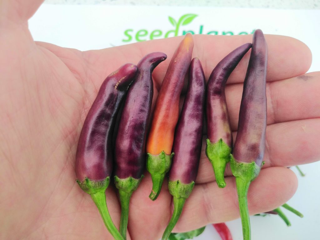 Purple Cayenne Chilli Seeds - Purple Cayenne Pepper Seeds - Red Dragon ...