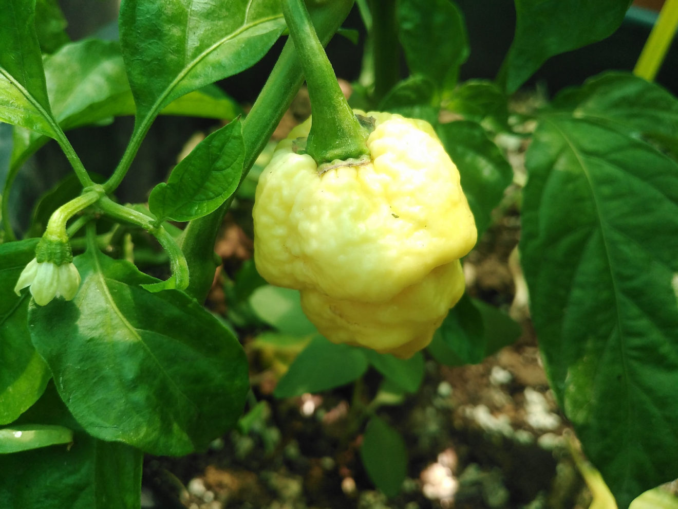 White Moruga Chilli Seeds - White Moruga Pepper Seeds - Red Dragon Seeds