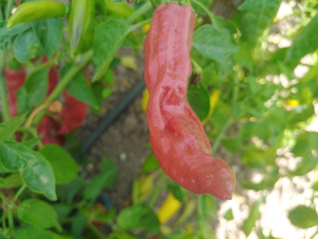 Shishito Chilli Seeds - Shishito Pepper Seeds - Red Dragon Seeds