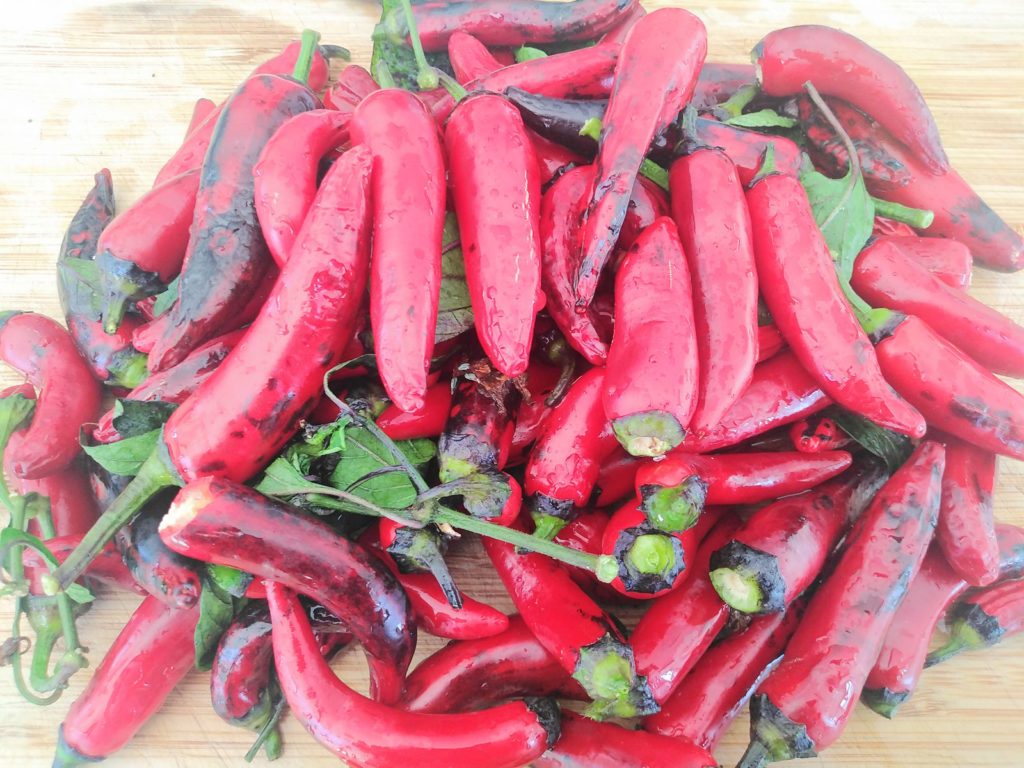 Vampire Chilli Seeds - Vampire Pepper Seeds - Red Dragon Seeds