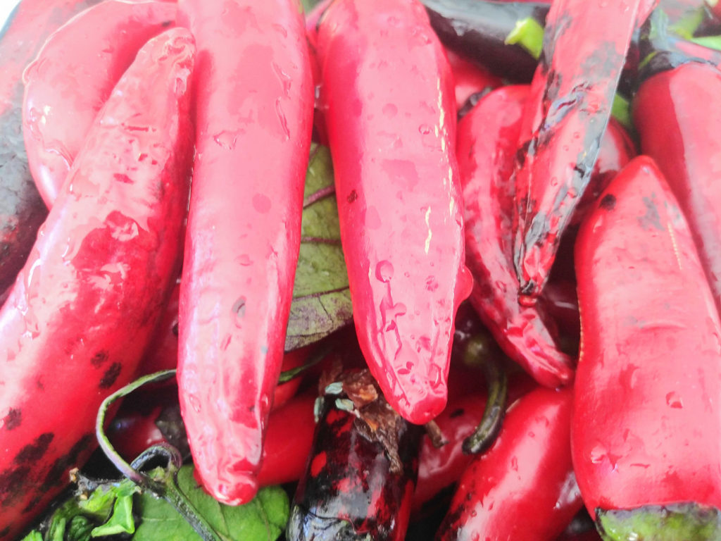 Vampire Chilli Seeds - Vampire Pepper Seeds - Red Dragon Seeds