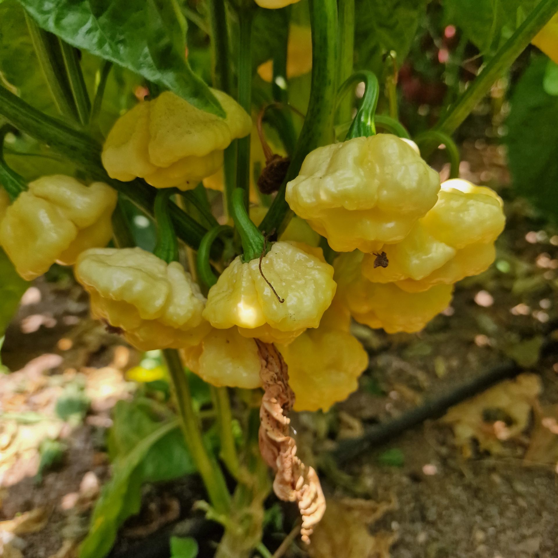 KS Lemon Starrburst Chilli Seeds - Khang Starr KSLS Pepper Seeds - Red ...