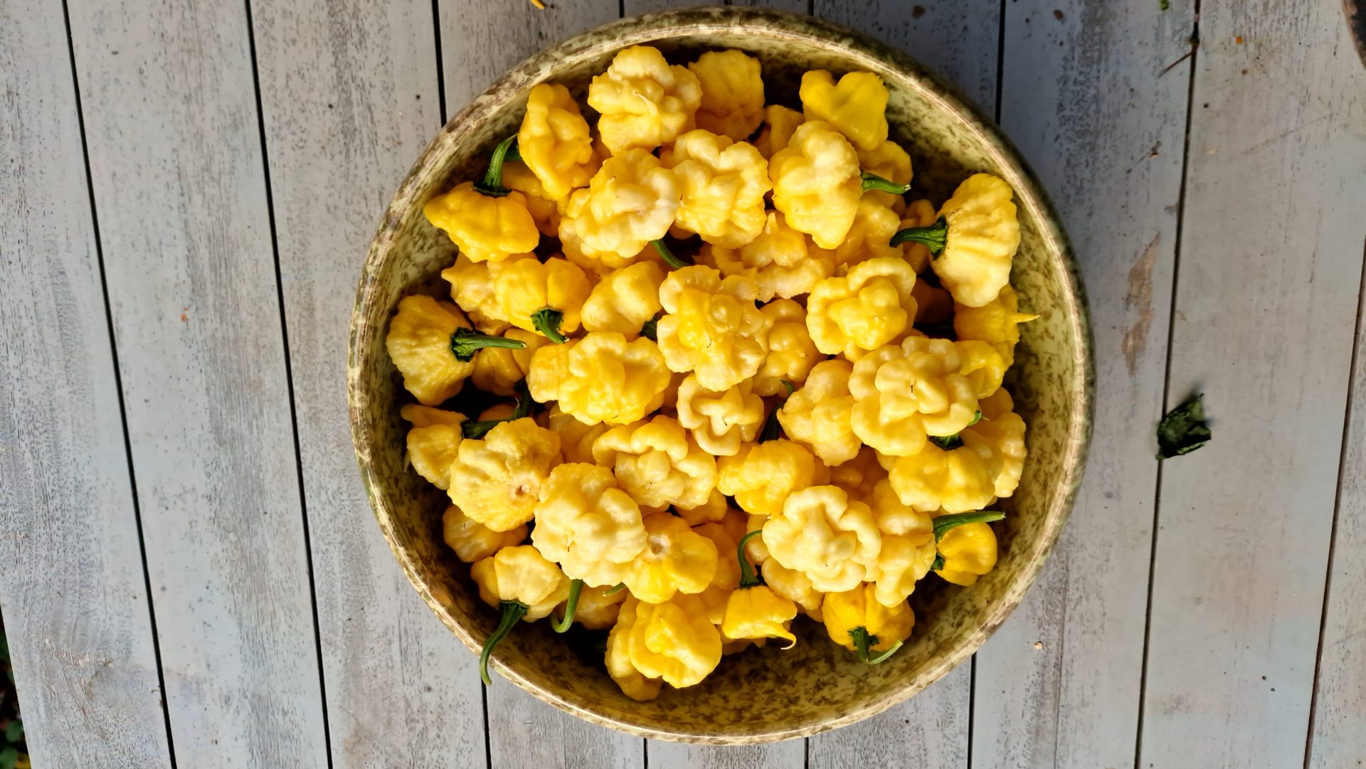 KS Lemon Starrburst Chilli Seeds - Khang Starr KSLS Pepper Seeds - Red ...