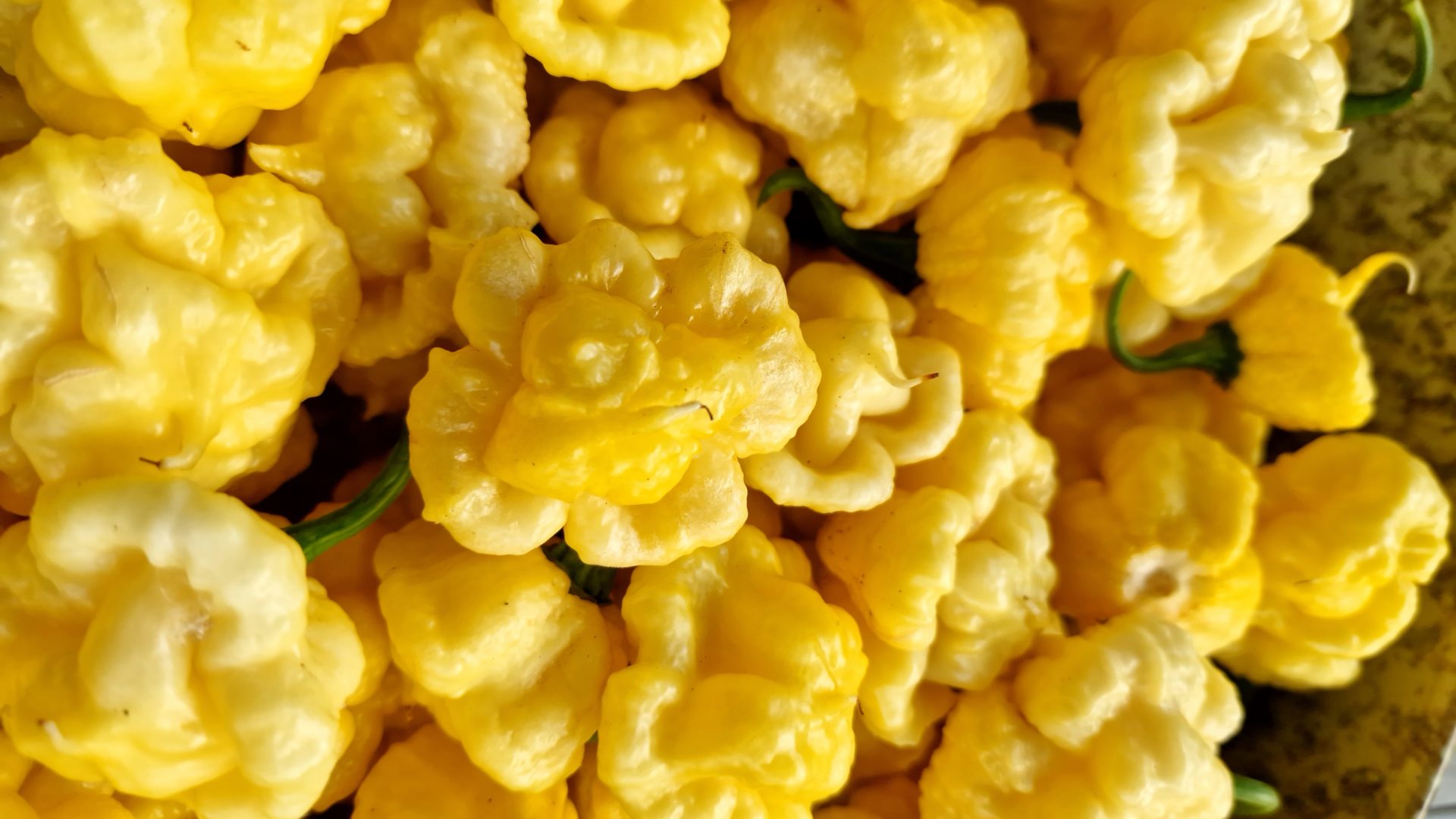 KS Lemon Starrburst Chilli Seeds - Khang Starr KSLS Pepper Seeds - Red ...