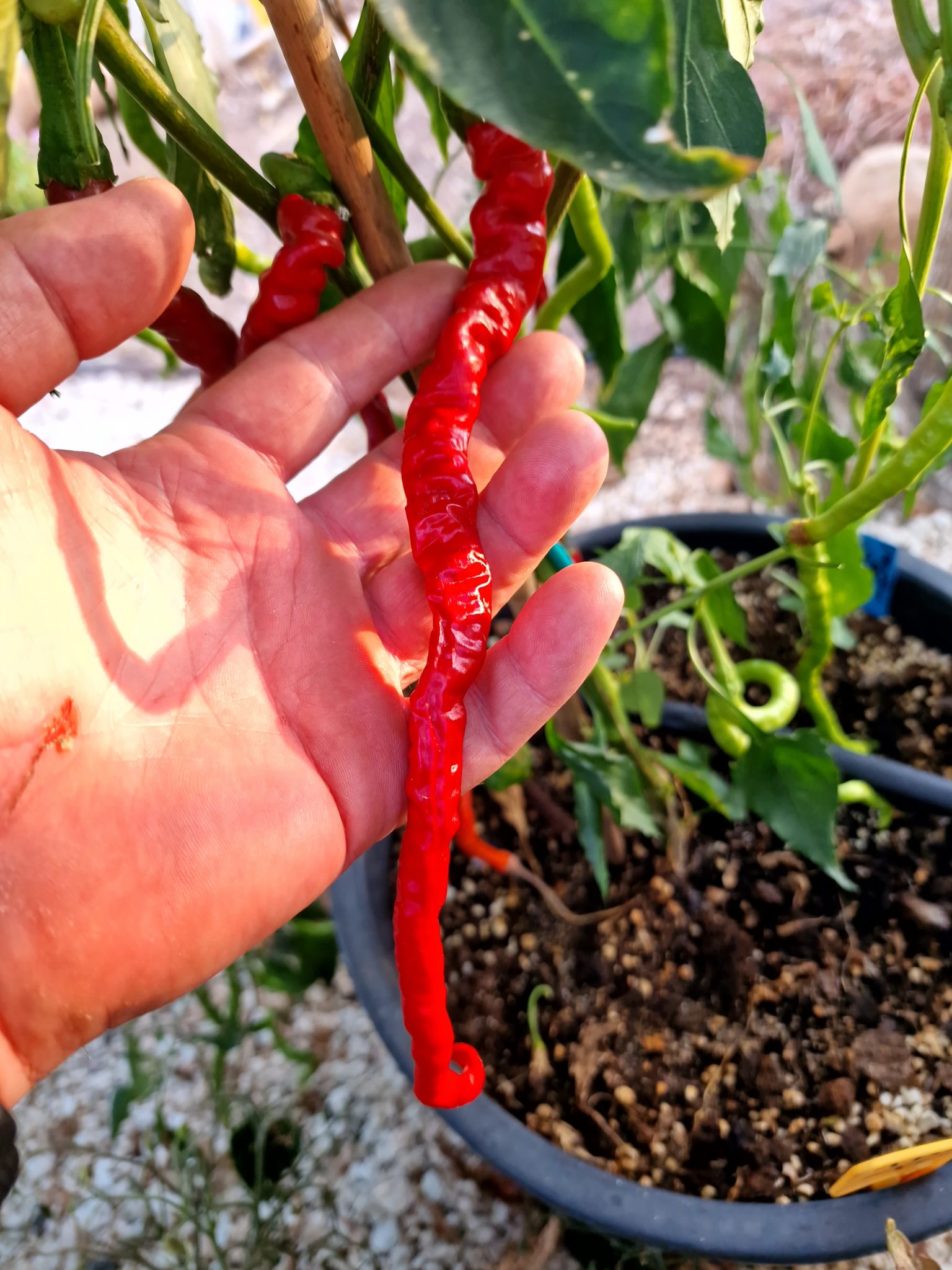 Thunder Mountain Longhorn Chilli Seeds - Thunder Mountain Longhorn ...