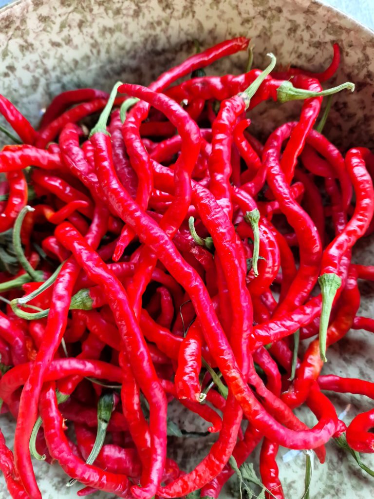 Thunder Mountain Longhorn Chilli Seeds - Thunder Mountain Longhorn ...