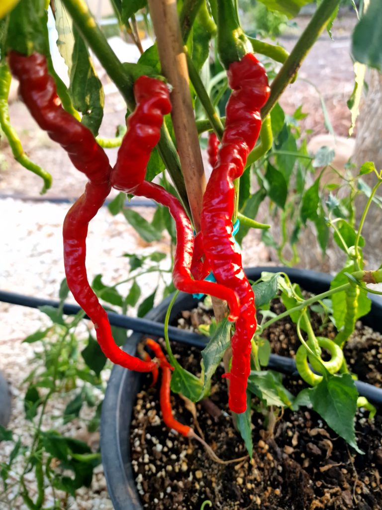 Thunder Mountain Longhorn Chilli Seeds - Thunder Mountain Longhorn ...
