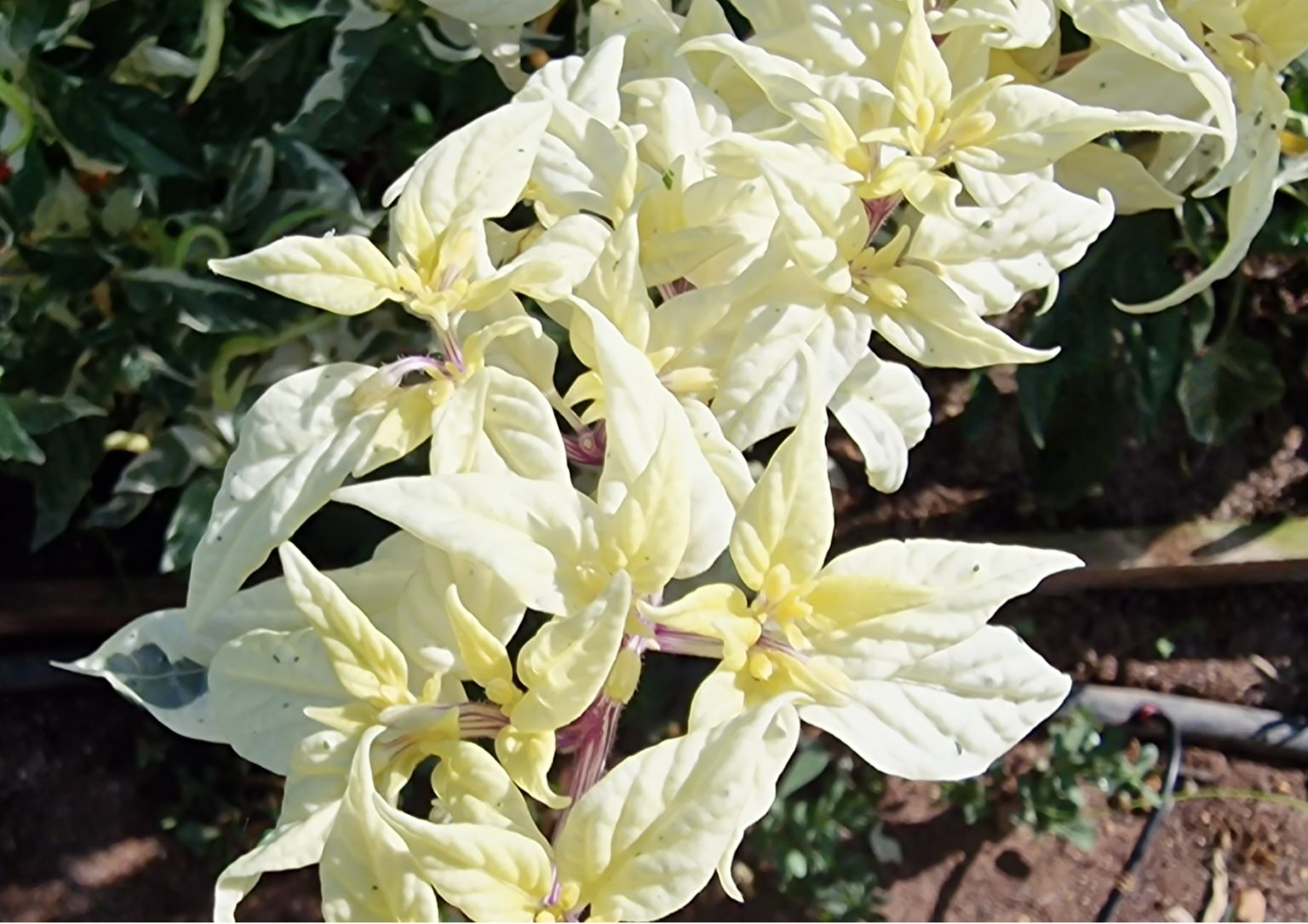 Uchu Cream Chilli Seeds - Uchu Cream Pepper Seeds - Red Dragon Seeds