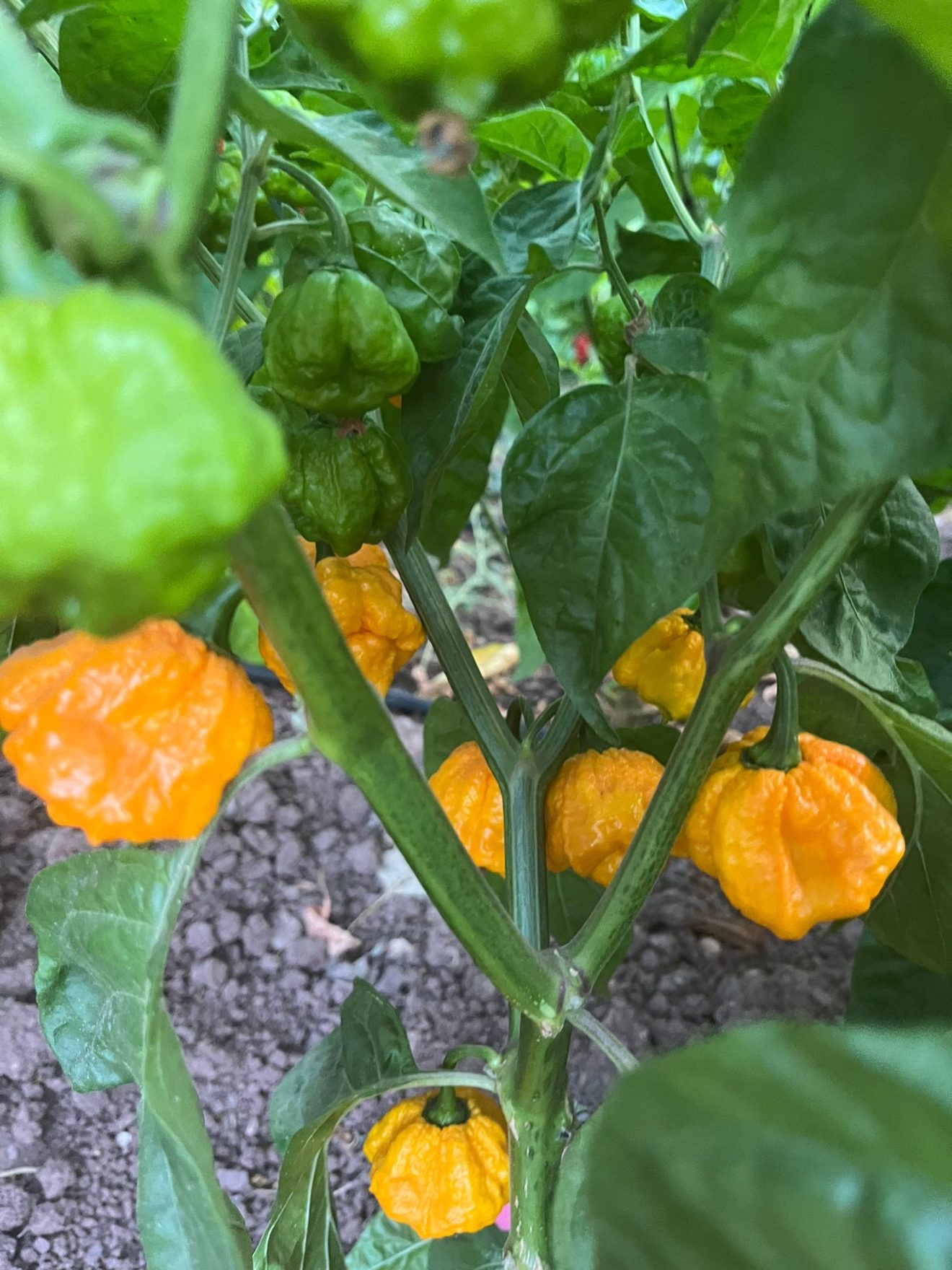 Yellow Scotch Brain Chilli Seeds - Yellow Scotch Brain Pepper Seeds ...