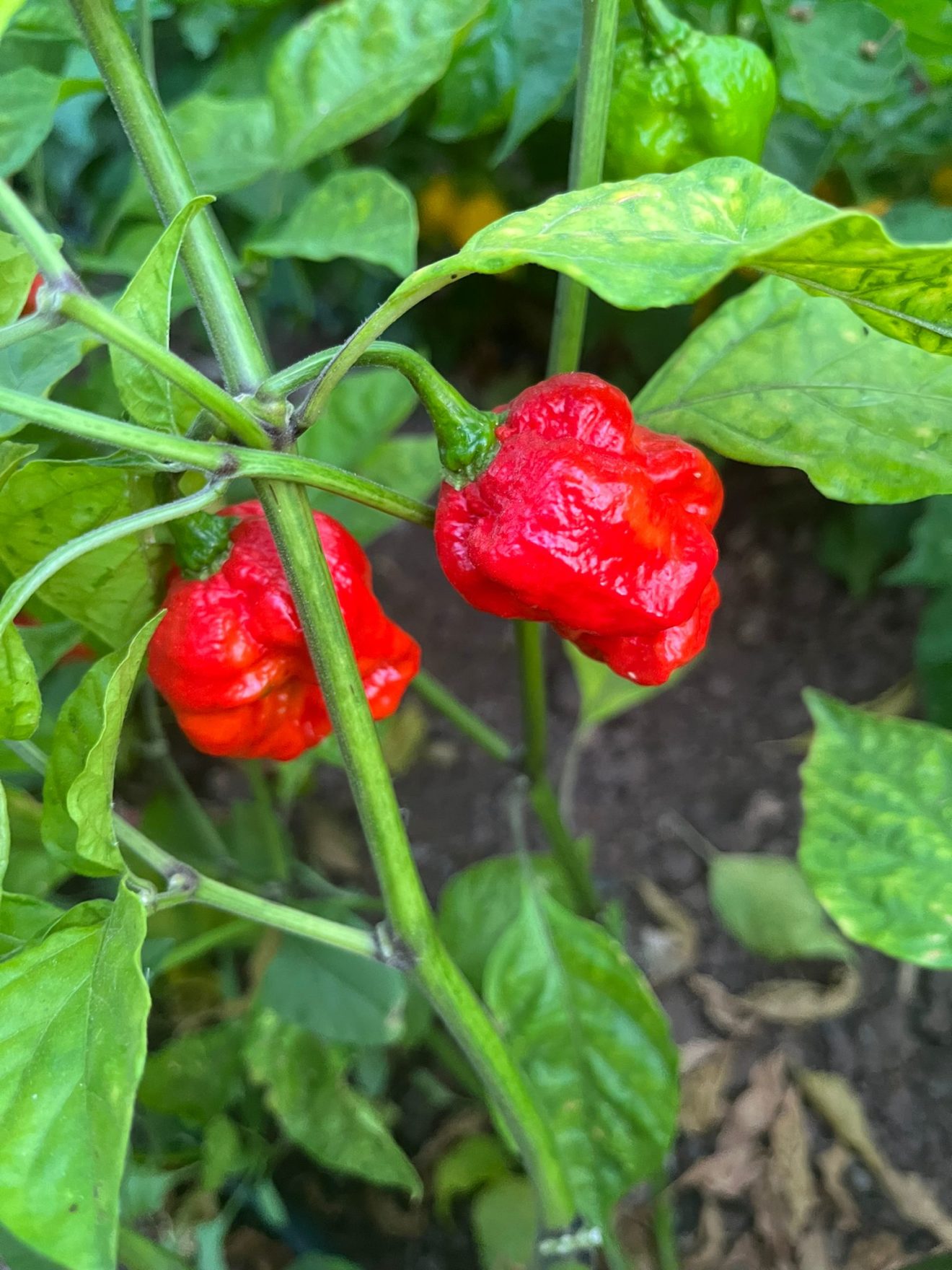 Big Red Mama Chilli Seeds - Big Red Mama Pepper Seeds - Red Dragon Seeds