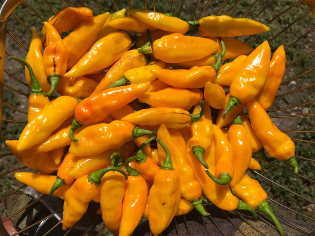 Datil Chilli Seeds - Datil Pepper Seeds - Red Dragon Seeds
