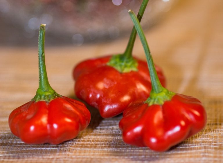 Brazilian Star Fish Chilli Seeds - Brazilian Star Fish Pepper Seeds ...