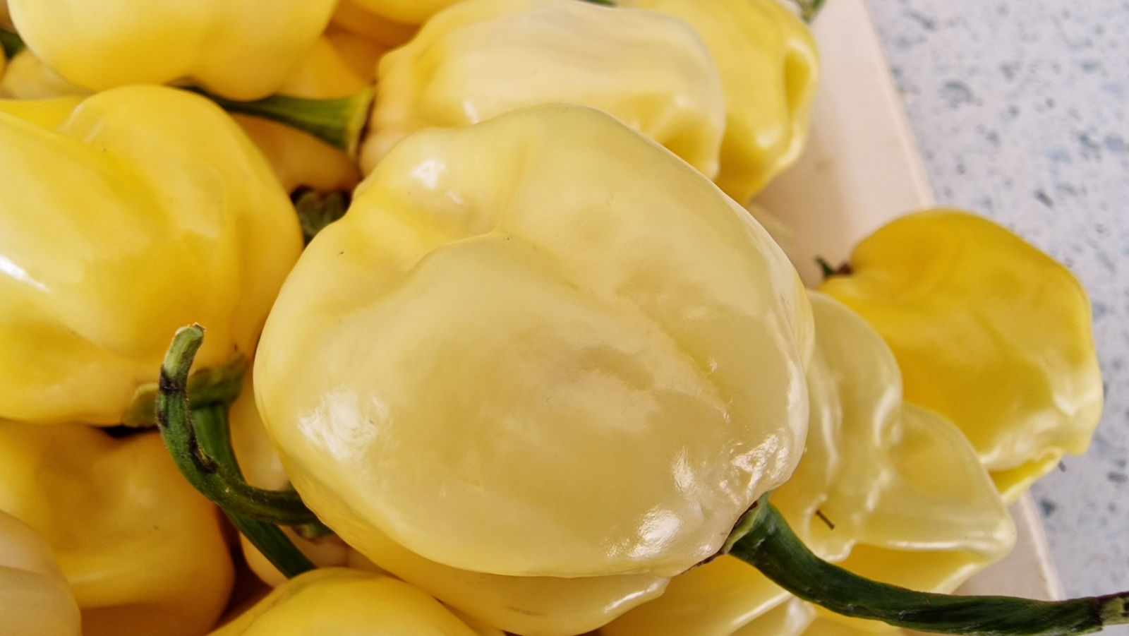 Habanero White Giant Chilli Seeds - White Hab Pepper Seeds - Red Dragon ...