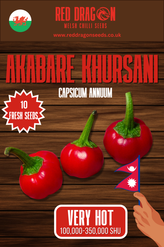 Akabare Chilli Seeds - Dalle Khursani Pepper Seeds - Red Dragon Seeds