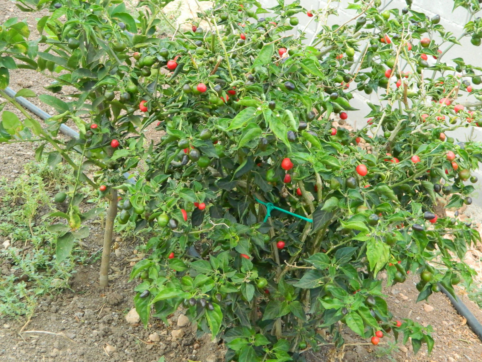 Akabare Chilli Seeds - Dalle Khursani Pepper Seeds - Red Dragon Seeds