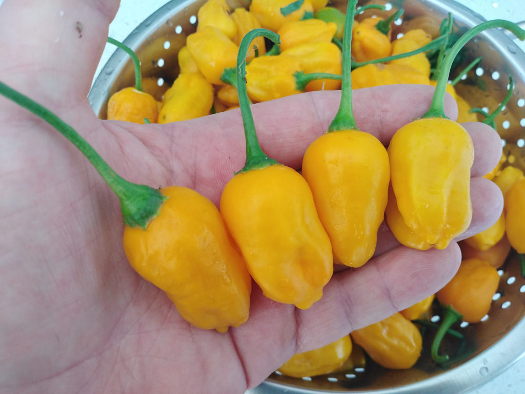 El Oro De Ecuador Chilli Seeds - El Oro Pepper Seeds - Red Dragon Seeds