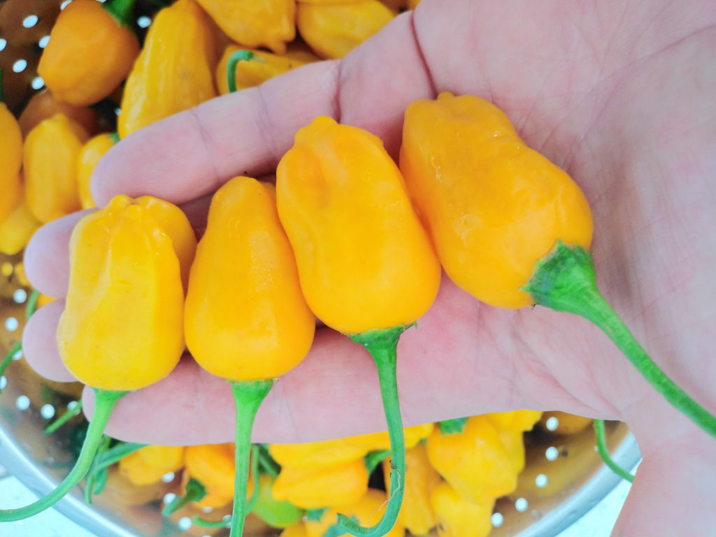El Oro De Ecuador Chilli Seeds - El Oro Pepper Seeds - Red Dragon Seeds