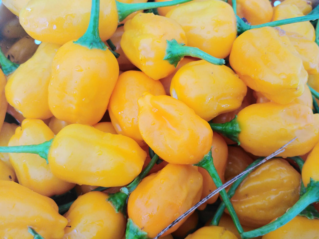 El Oro De Ecuador Chilli Seeds - El Oro Pepper Seeds - Red Dragon Seeds