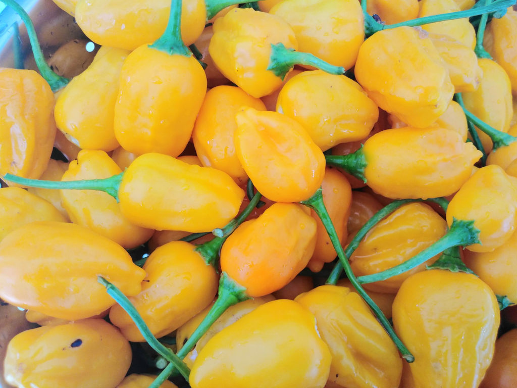 El Oro De Ecuador Chilli Seeds - El Oro Pepper Seeds - Red Dragon Seeds