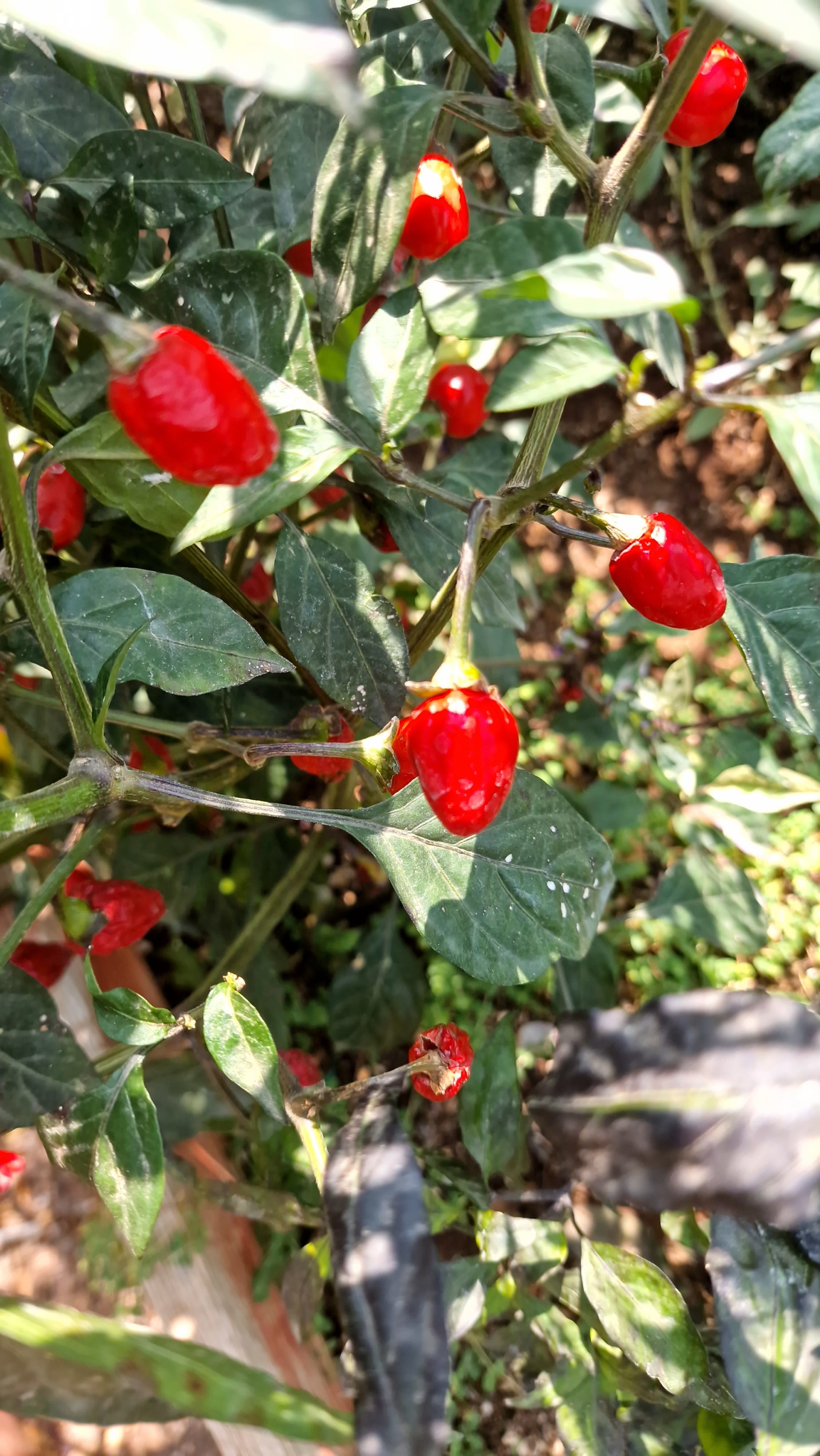 Black Cuban Chilli Seeds - Black Cuban Pepper Seeds - Red Dragon Seeds