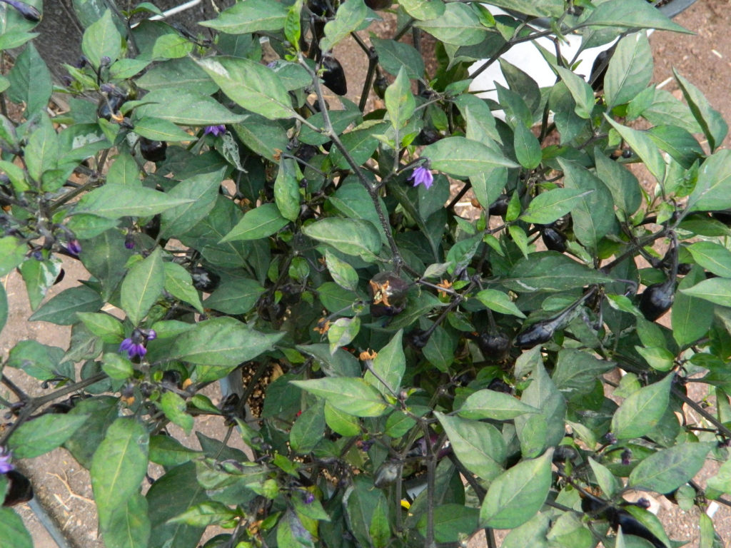 Black Cuban Chilli Seeds - Black Cuban Pepper Seeds - Red Dragon Seeds