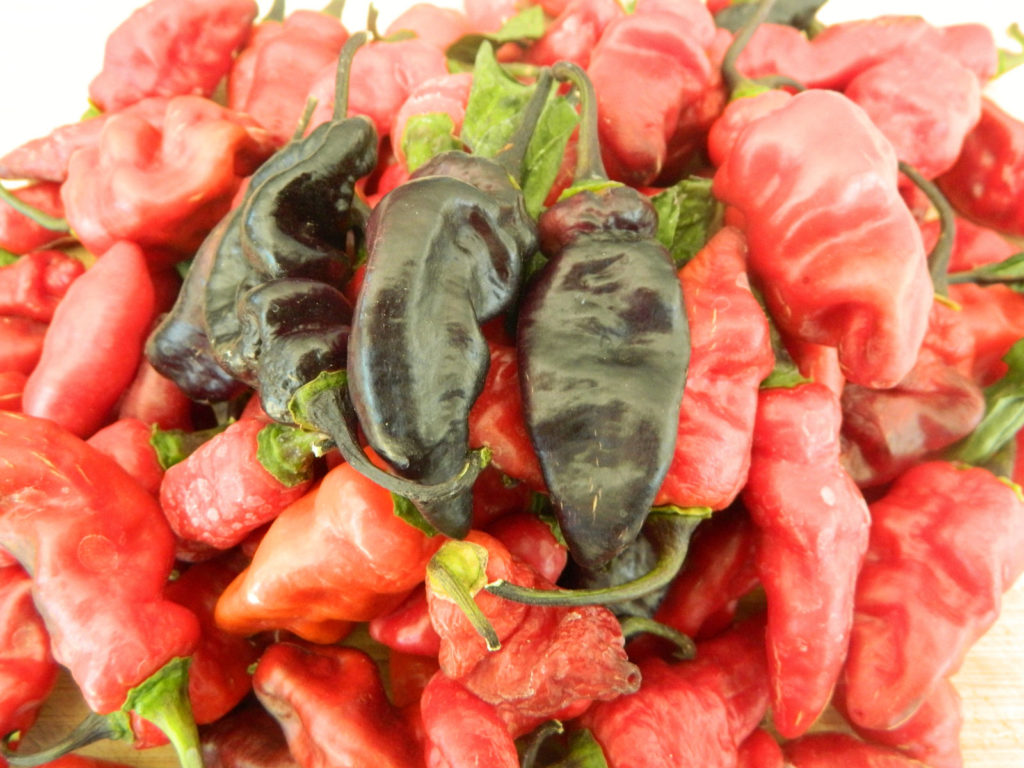 Black Habanero Chilli Seeds - Habanero Black Pepper Seeds
