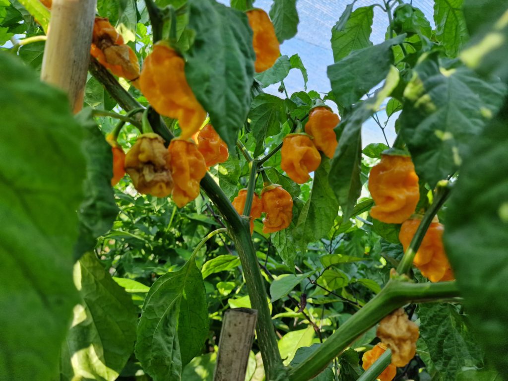 BBG Naga Yellow Chilli Seeds - BBG Naga YellowGum Pepper Seeds - Red ...
