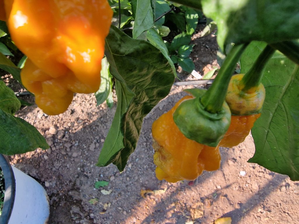 BBG Naga Yellow Chilli Seeds - BBG Naga YellowGum Pepper Seeds - Red ...