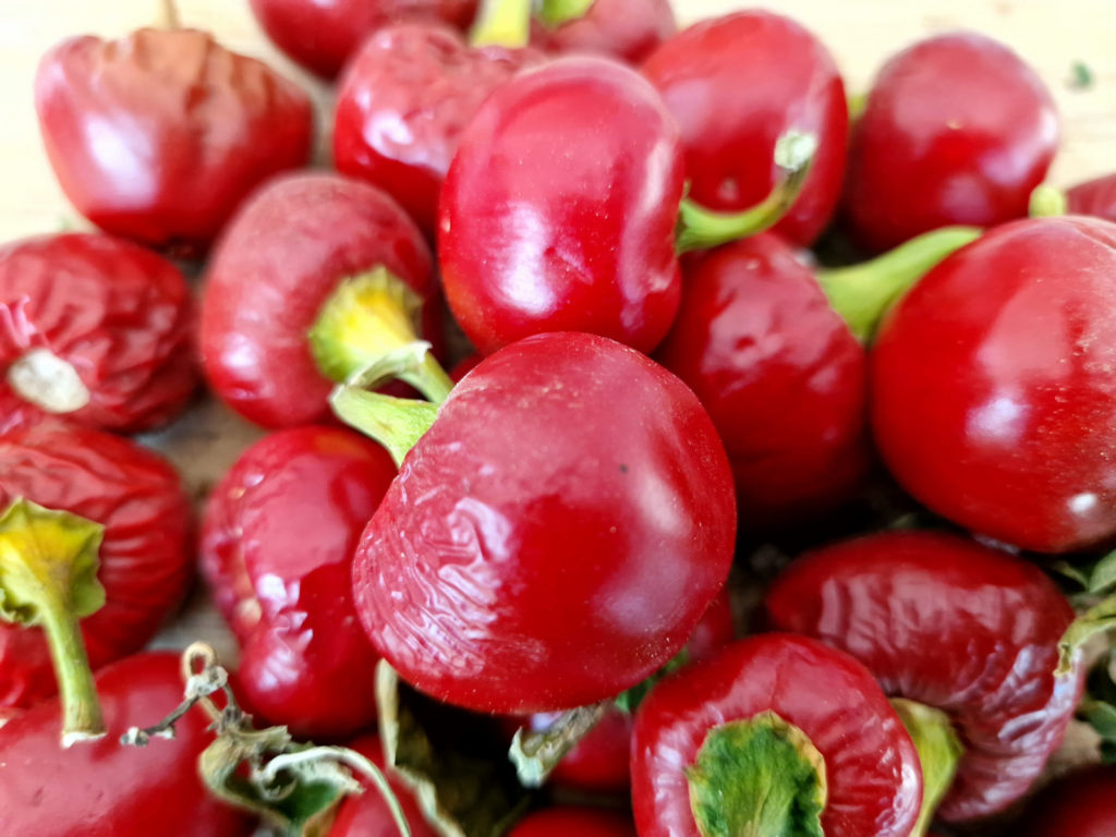 Peperoncino Calabrese Tondo Chilli Seeds - Red Dragon Seeds