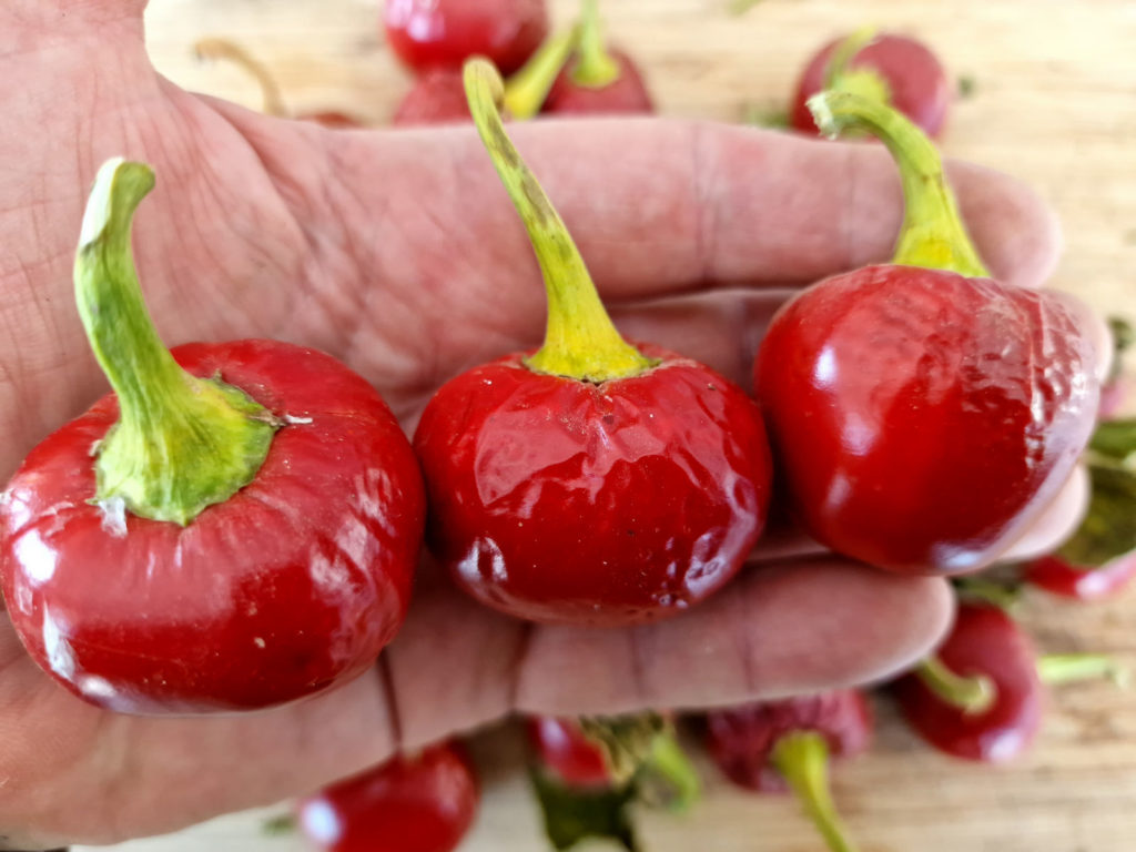 Peperoncino Calabrese Tondo Chilli Seeds - Red Dragon Seeds