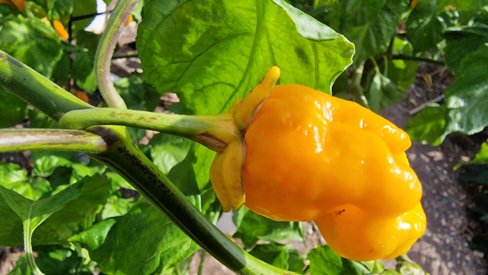 BBG Naga Yellow Chilli Seeds - BBG Naga Yellow Pepper Seeds - Red ...