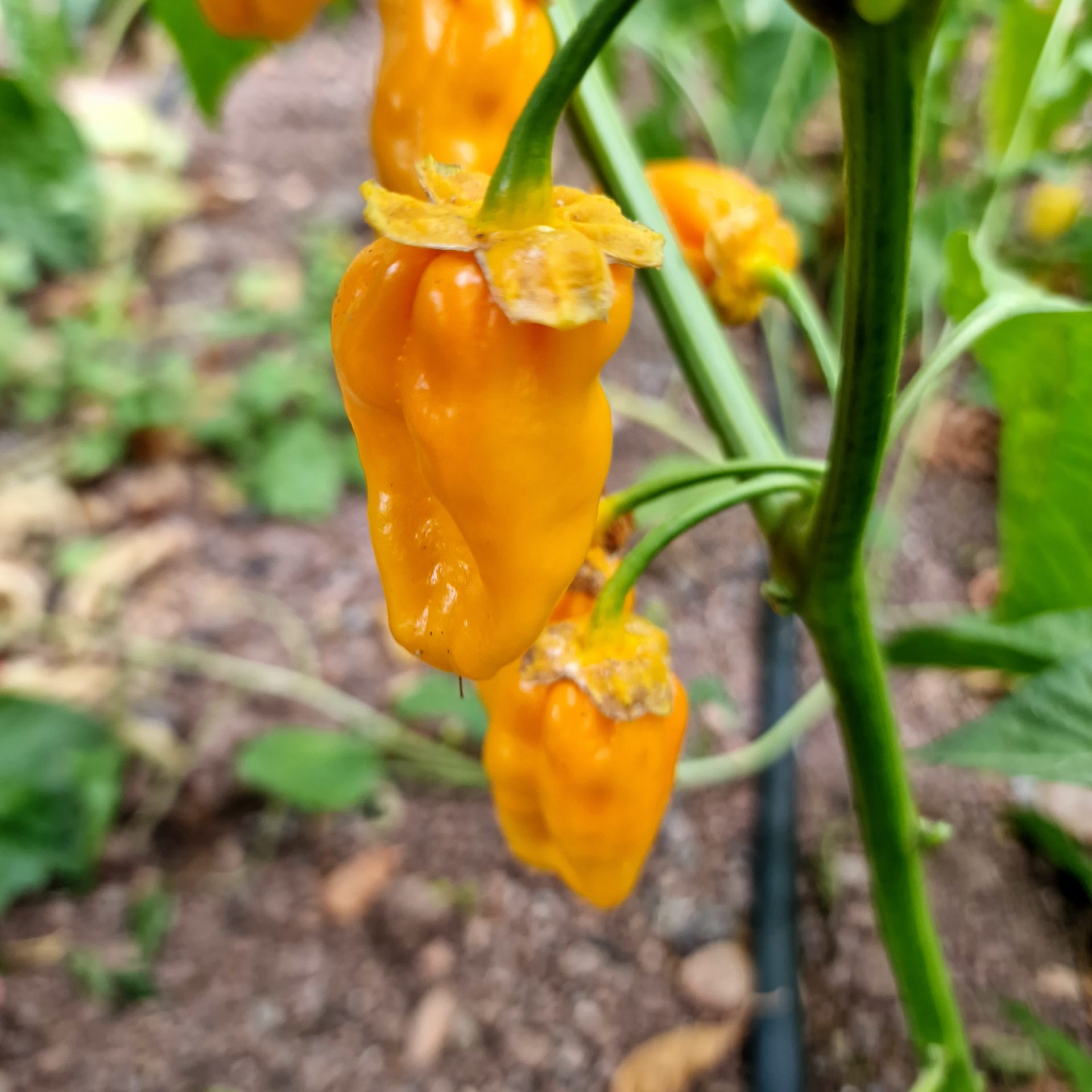 BBG Naga Yellow Chilli Seeds - BBG Naga YellowGum Pepper Seeds - Red ...