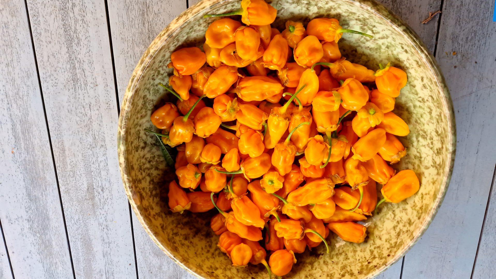 BBG Naga Yellow Chilli Seeds - BBG Naga YellowGum Pepper Seeds - Red ...