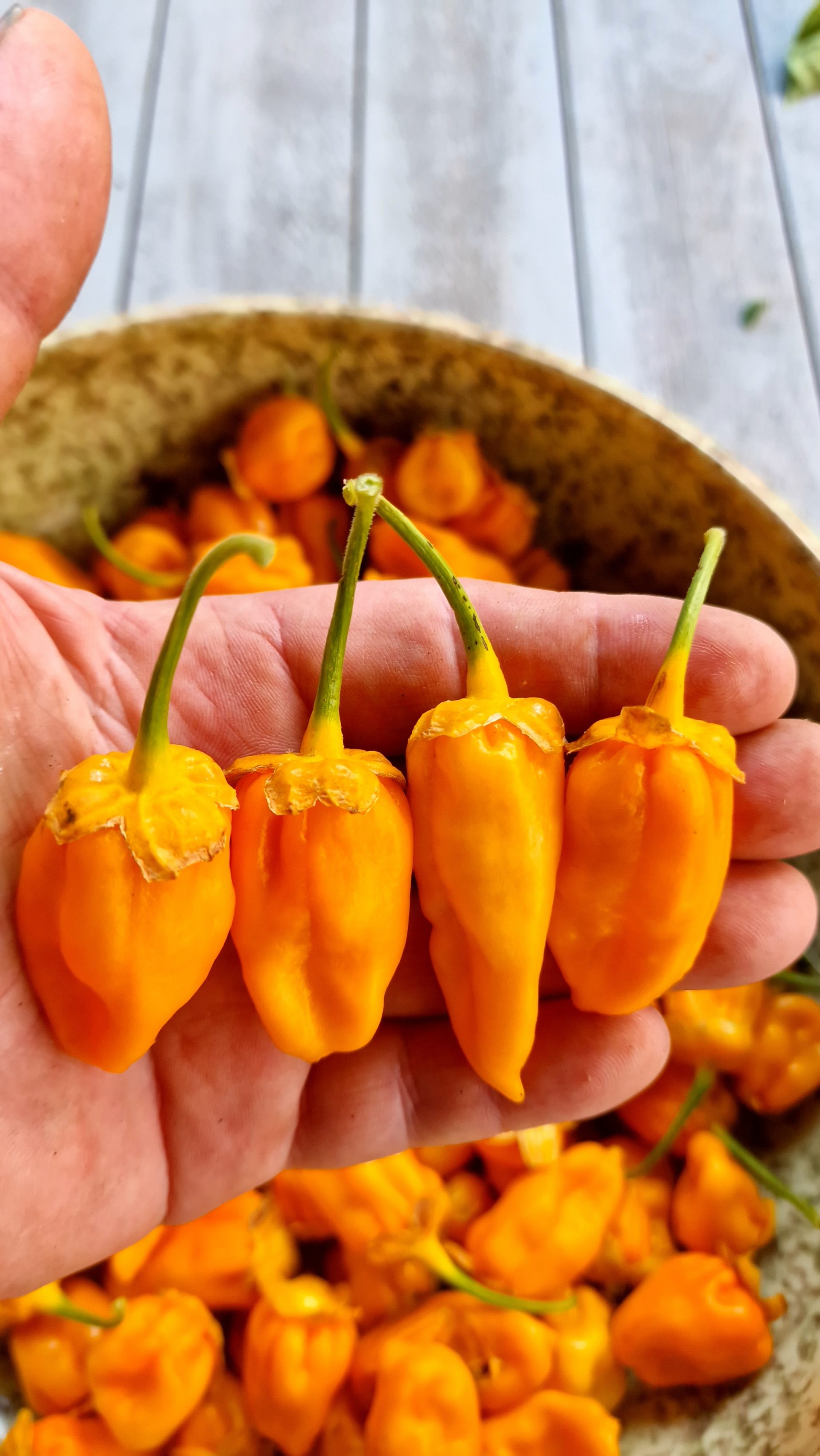 BBG Naga Yellow Chilli Seeds - BBG Naga YellowGum Pepper Seeds - Red ...
